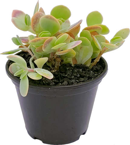 Суккуленты 🌵 - широкий ассортимент и качество