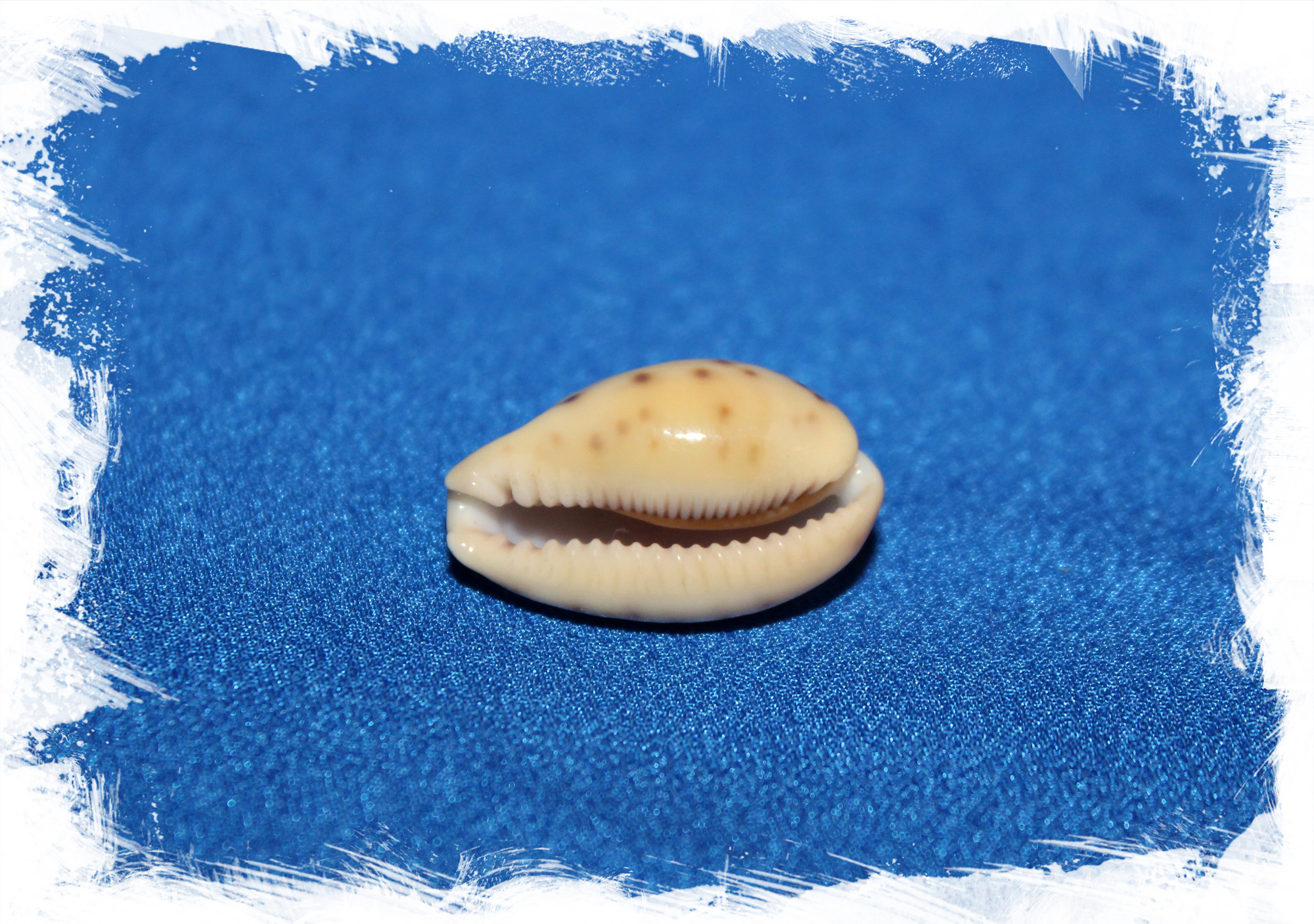 Морская ракушка Ципрея Волкери, Каури Уолкера, Contradusta walkeri ...